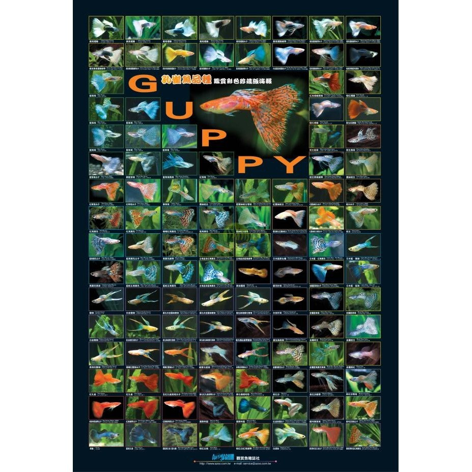 AZOO Plakat akwarystyczny Guppy Poster - plakat 3D z Gupikami Sklep ...